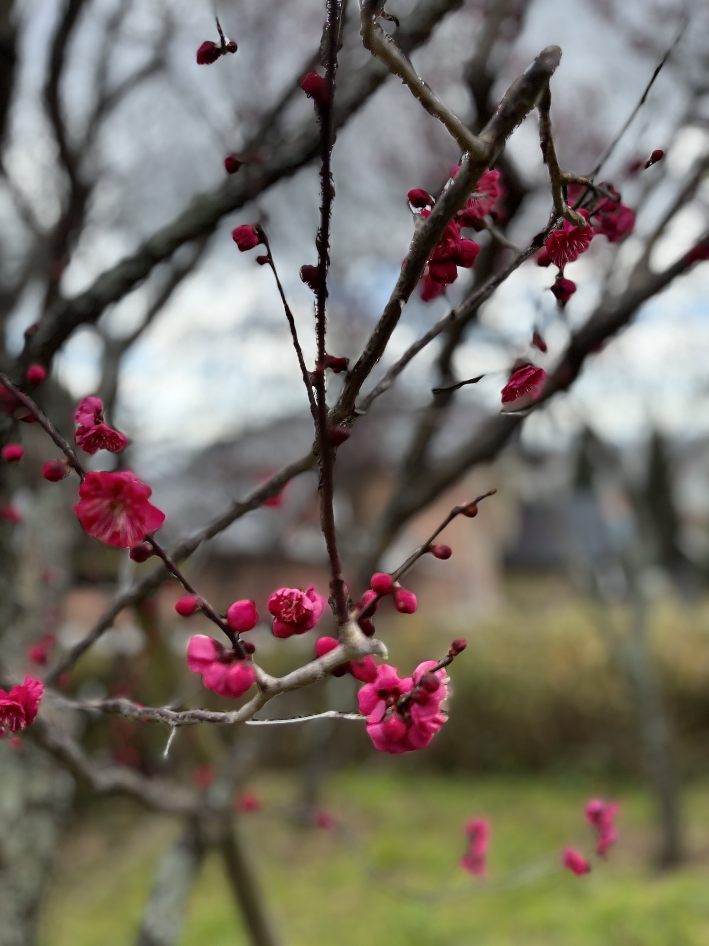 如月 探梅 誕生日月 : 描いたり詠んだり日々の暮らし気ままに
